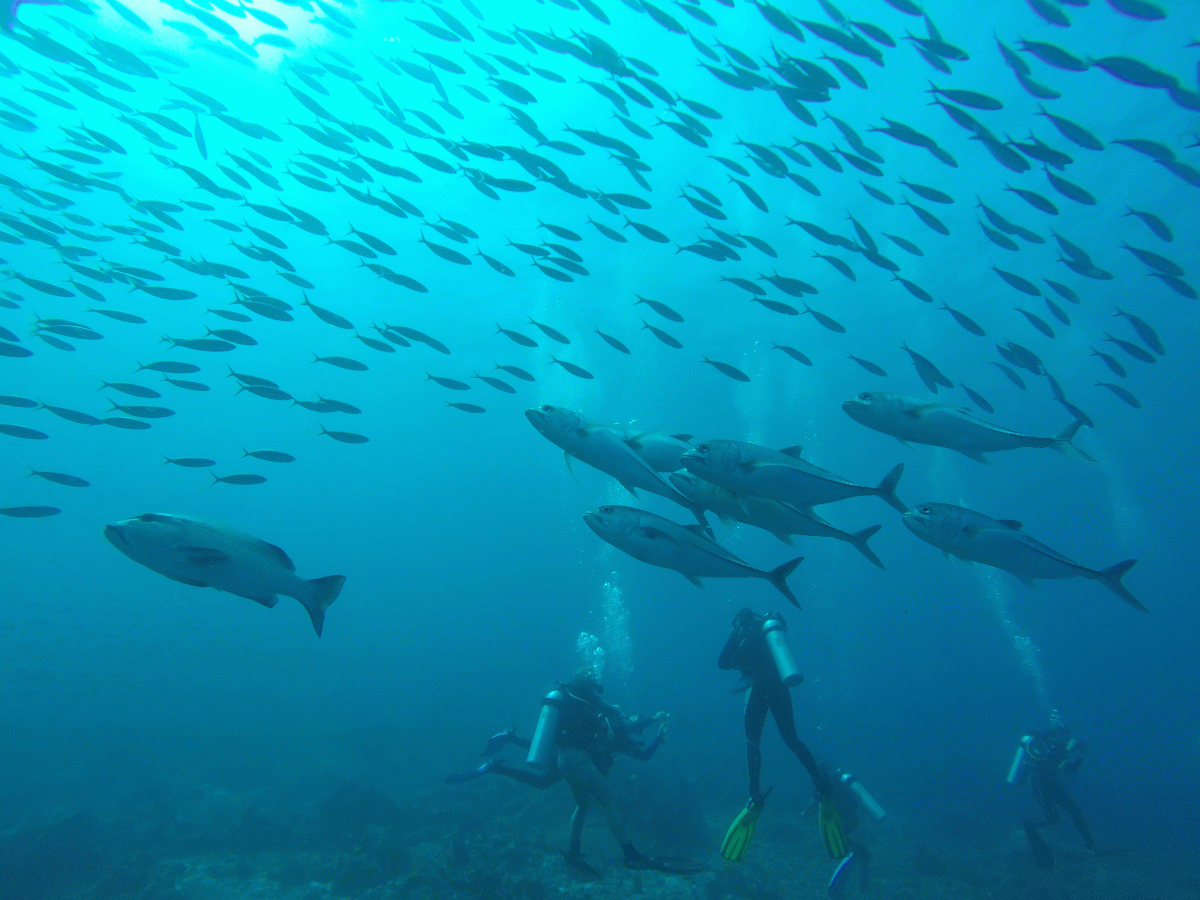 BUCEO EN EL PARQUE NACIONAL DE KOMODO | OFF THE RECORD